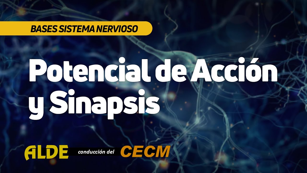 Curso Bases Sistema Nervioso - 7ma Clase: Potencial de Acción y Sinapsis - YouTube