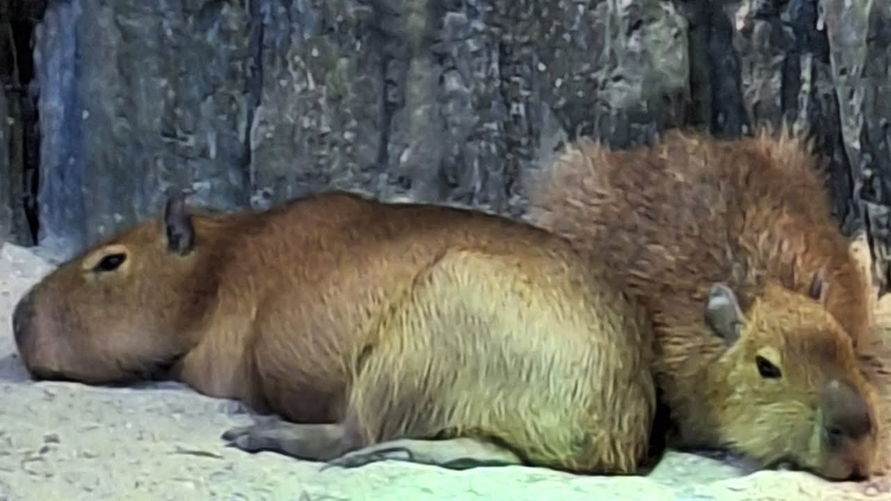 【IRL stream】capybara date sama Keiko Lynx ️ @keizee - YouTube