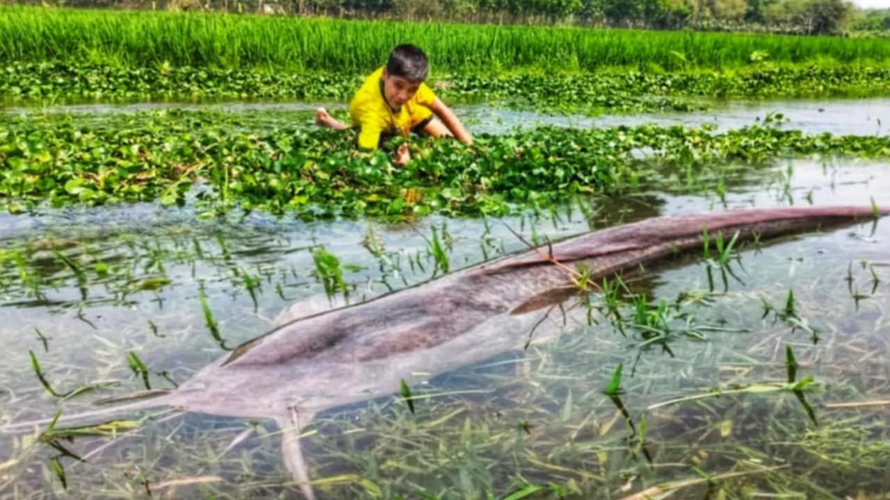 Unbelievable Fishing By Hand. Village Fisherman Catching Big Fish In ...