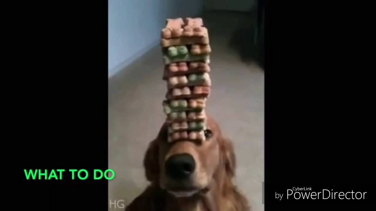 Dogs.mp4 - YouTube