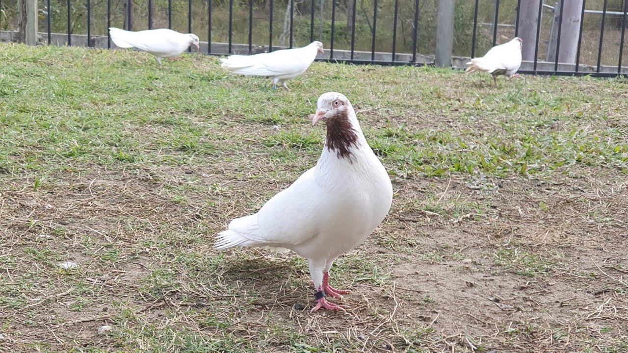 Donek Pigeon Chills Brisbane, Queensland - YouTube