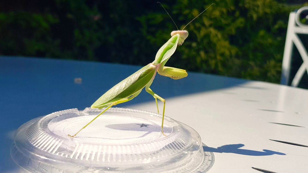 Adult Female Giant Shield Mantis - YouTube