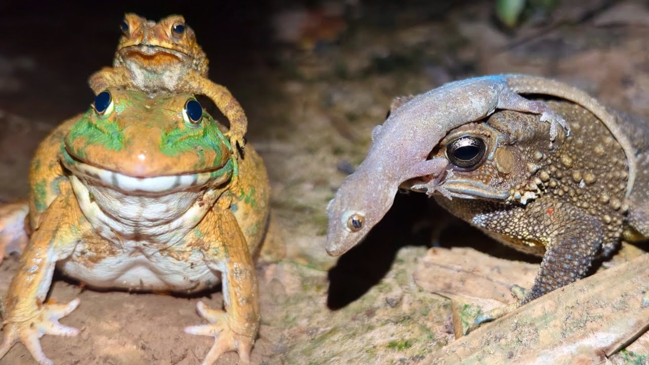 Catch Frogs & lizards funny | Catch frog jumping for fun | Catch frog ...