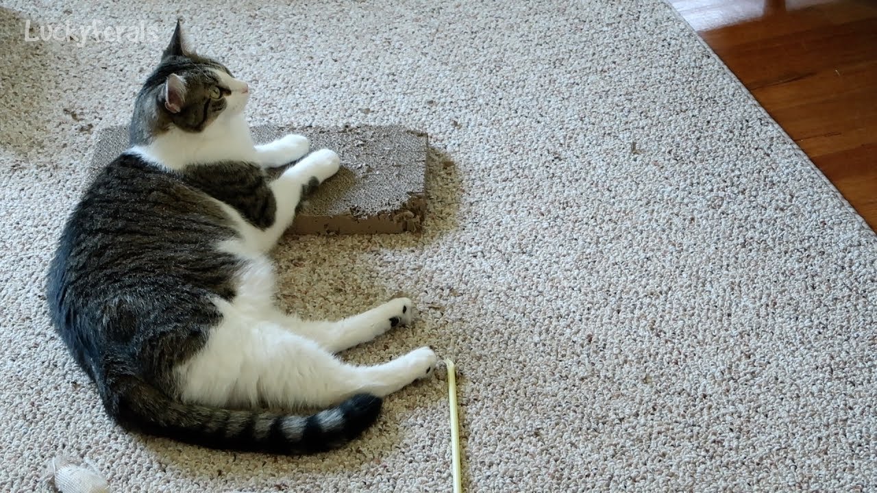 Stella Loves Watching Bird Videos For Cats - Cat Watching TV - YouTube
