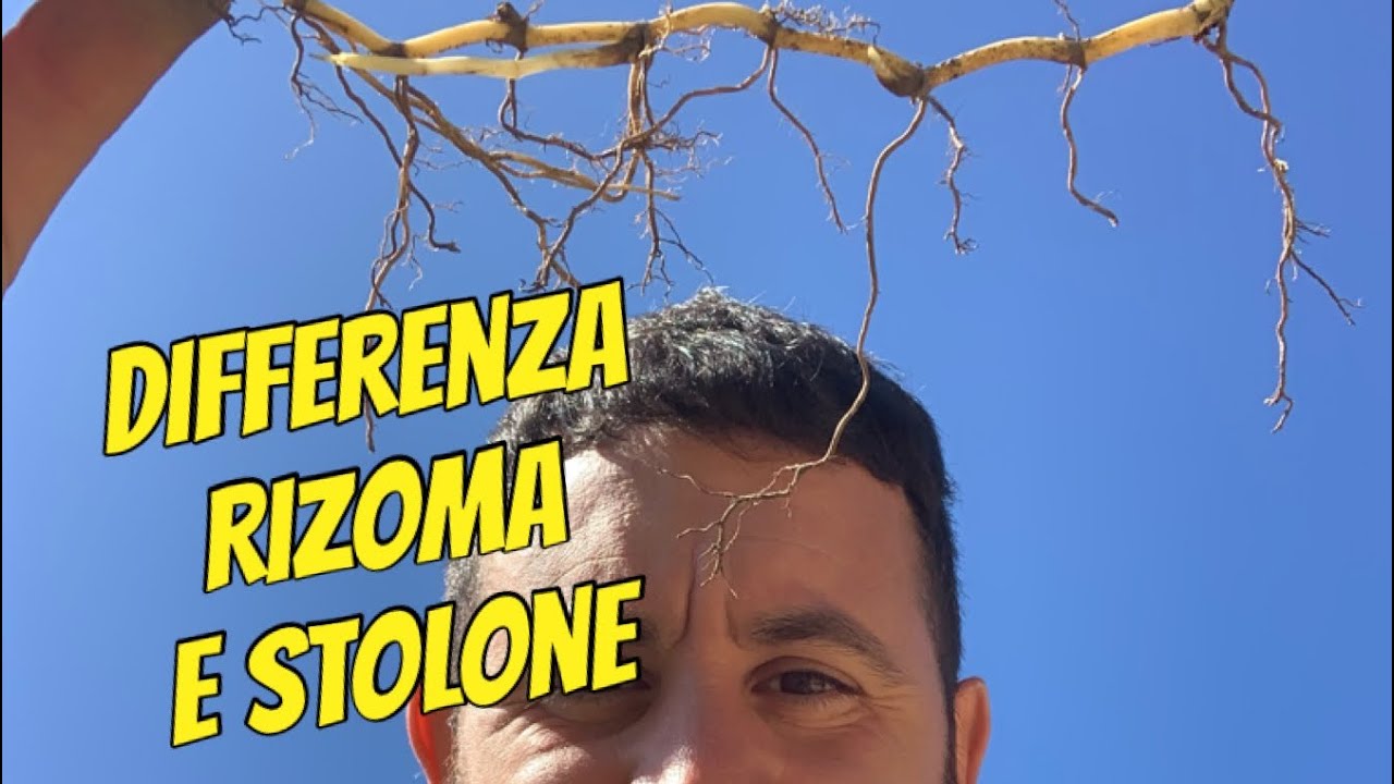 Differenza tra uno stolone e un rizoma - prato stolonifero di macroterme - YouTube