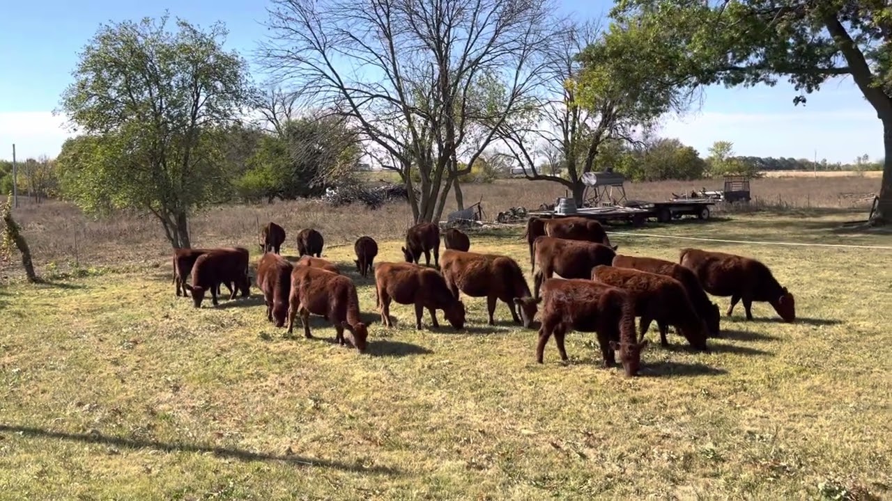 13-month-old red angus unbred heifers with super gentle disposition and ...