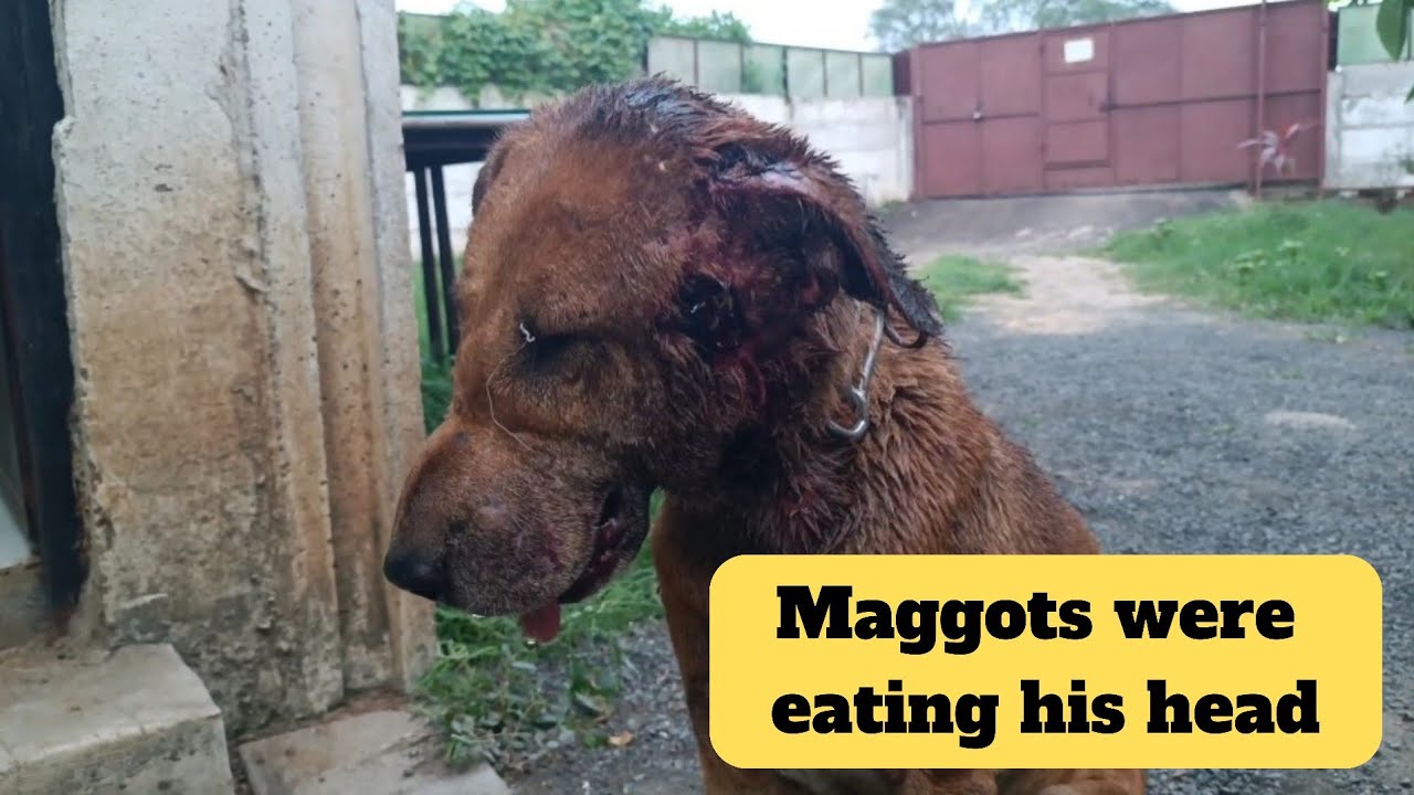 Poor dog has lots of maggot eating his head. - YouTube