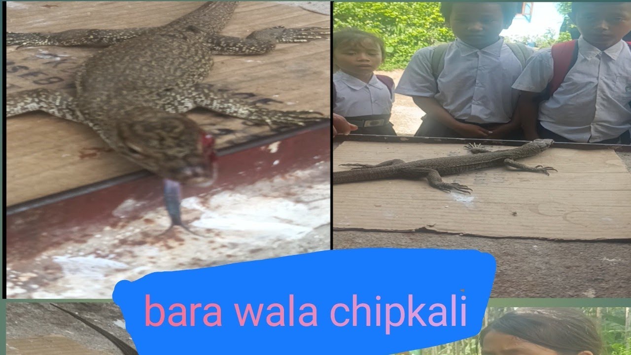 bara wala chipkali - YouTube