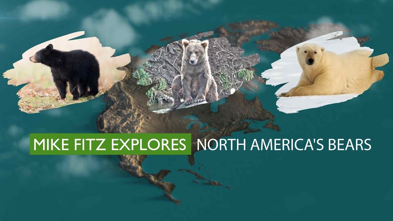 Meet North America's Bears!| Mike Fitz Explores - YouTube