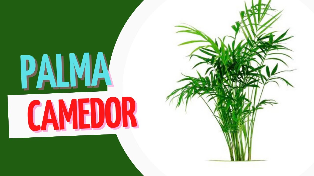 Palma camedor (Chamaedorea elegans) - YouTube