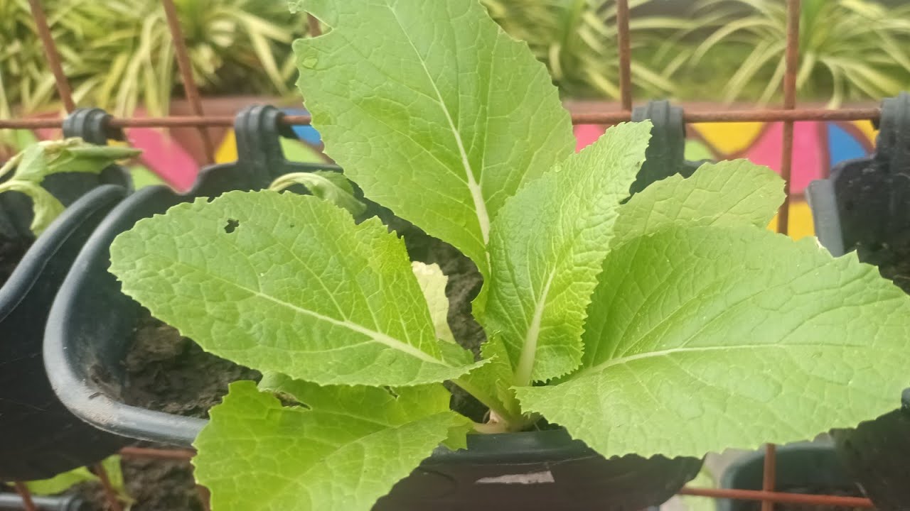 PLANTING MUSTASA IN A HANGING POT - YouTube