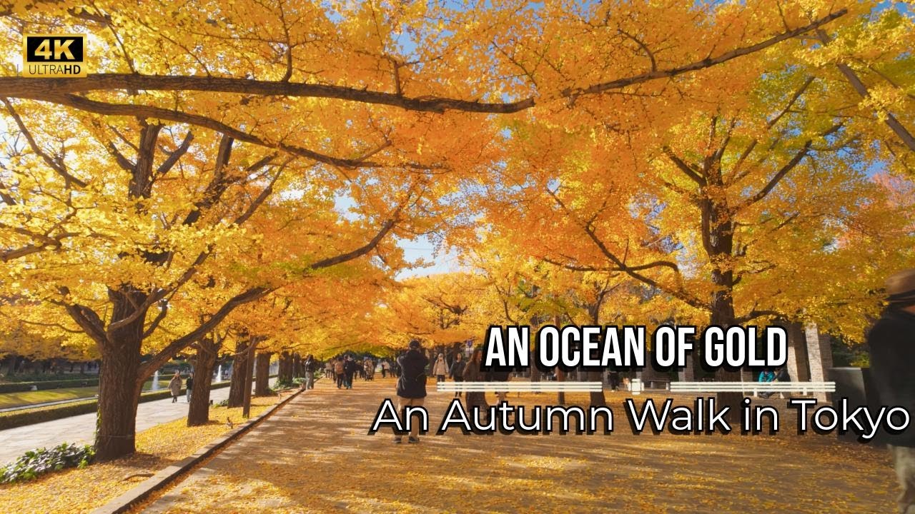Autumn Walk in Showa Kinen Park: Ginkgo Paths and Open Skies | Japan 4K ...