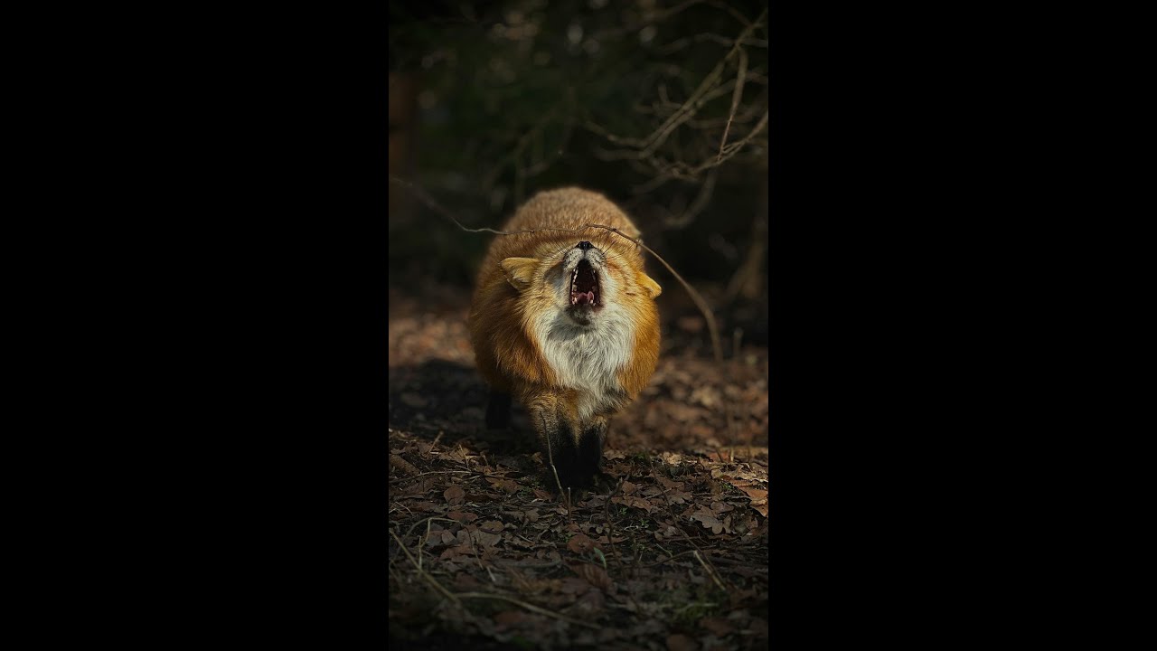 Abnormal behaviors in animals - YouTube