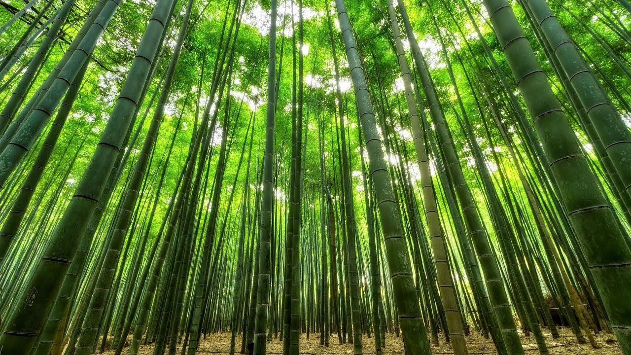 Be like that bamboo—the superpower of patience 🎍(#96) - YouTube