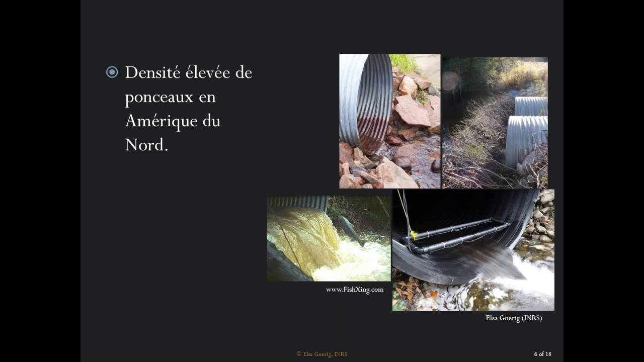 Ponceaux : effet de la motivation et de la performance de nage, Elsa ...