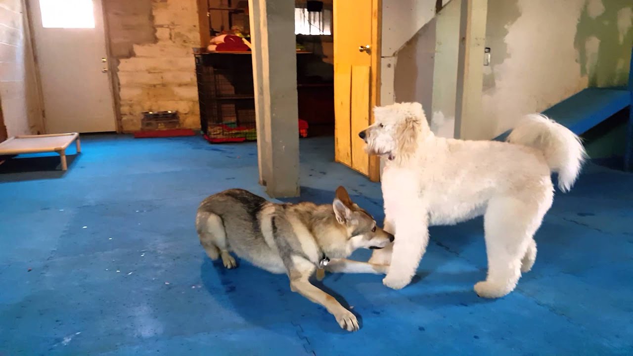 Goofy Rōnin flirting with Rosie - YouTube