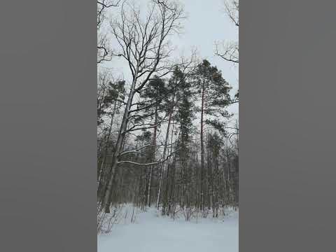 Легенда про дерево мудрості. - YouTube