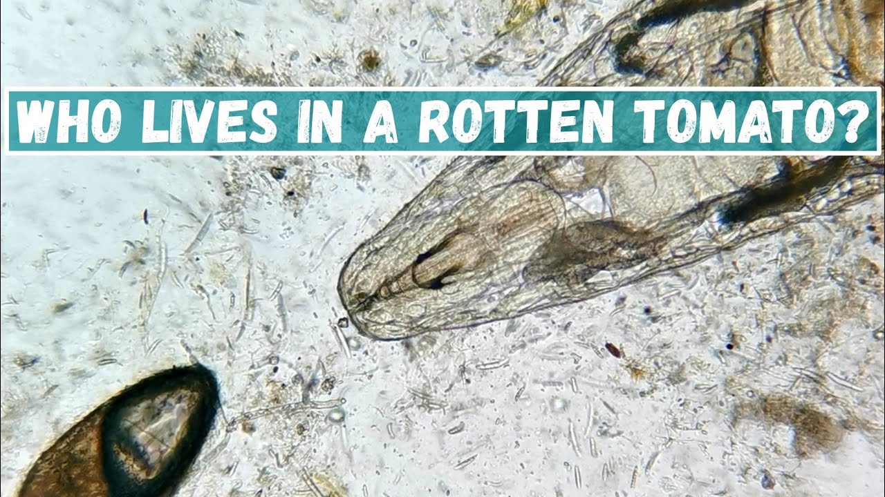 Fruit fly larvae under the microscope - YouTube