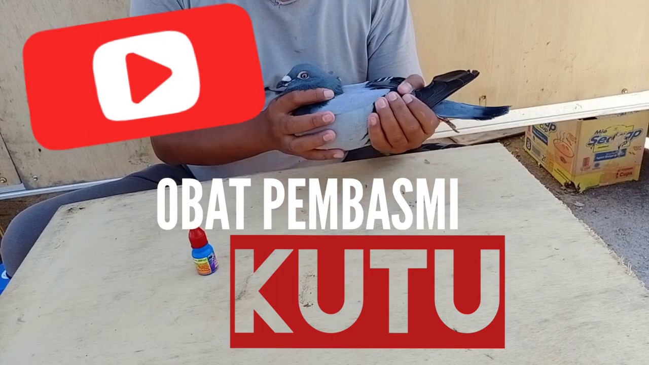 Cara Membasmi Kutu di Merpati Pos #Merpatipos #Pigeon # ...