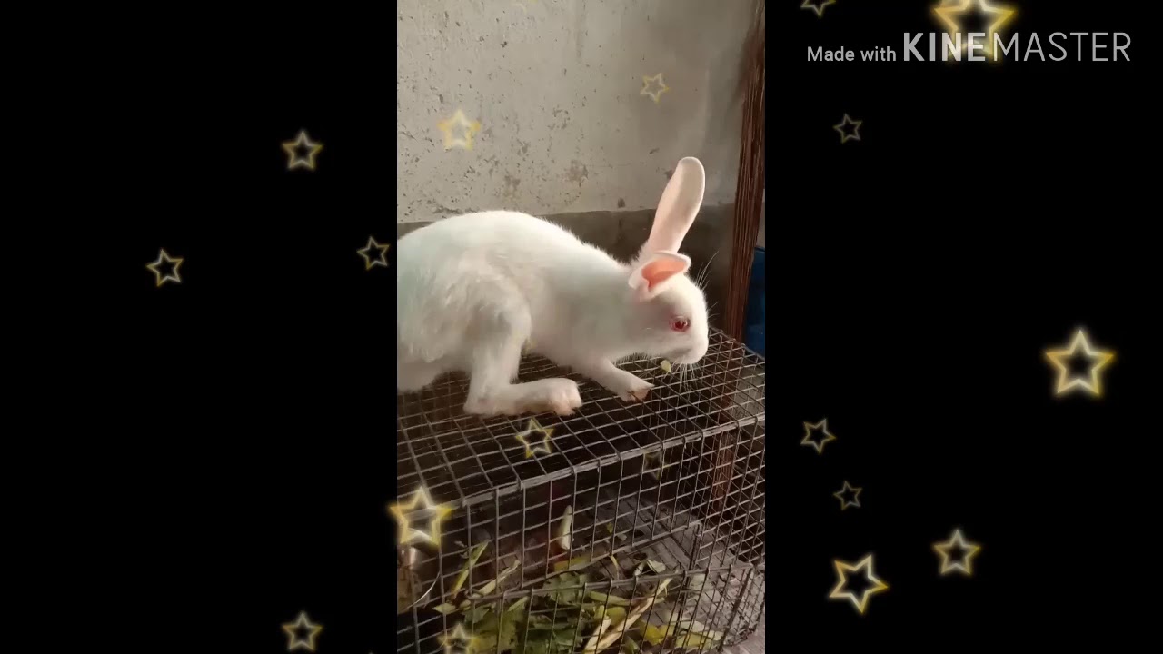 Funny talking rabbit 😅😅😅 - YouTube