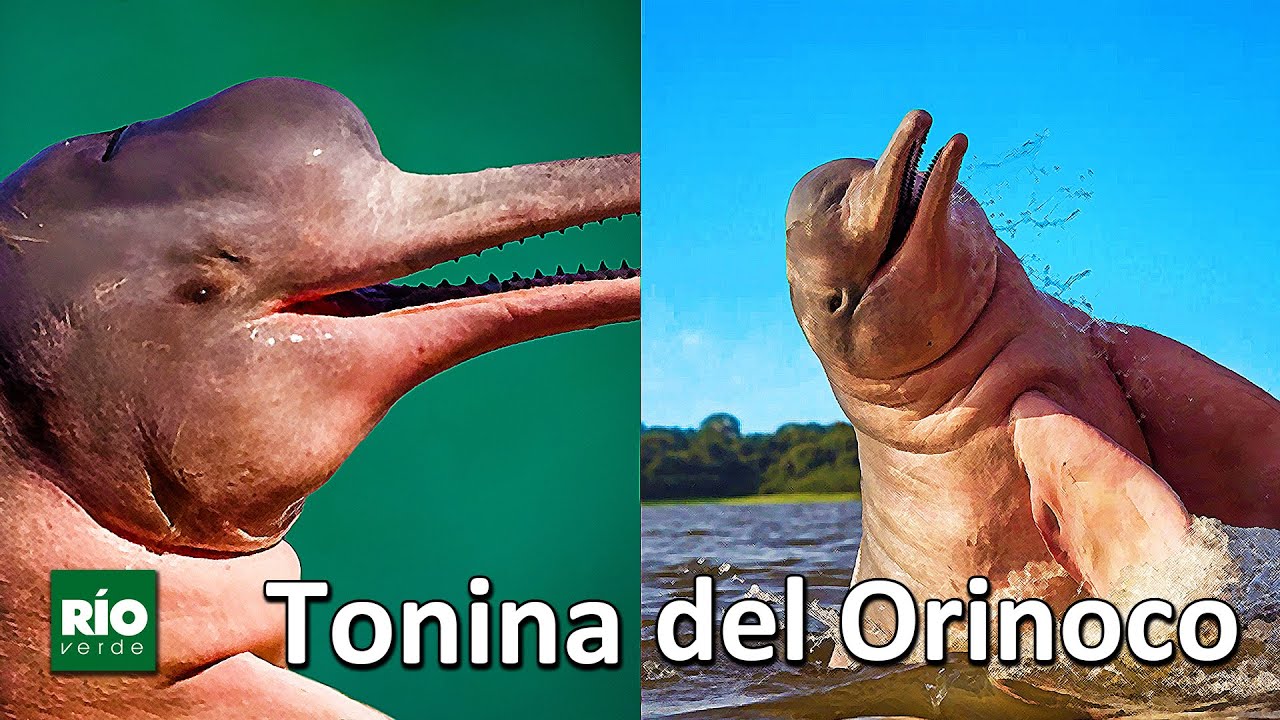La Tonina del Orinoco ( Inia geoffrensis) - YouTube