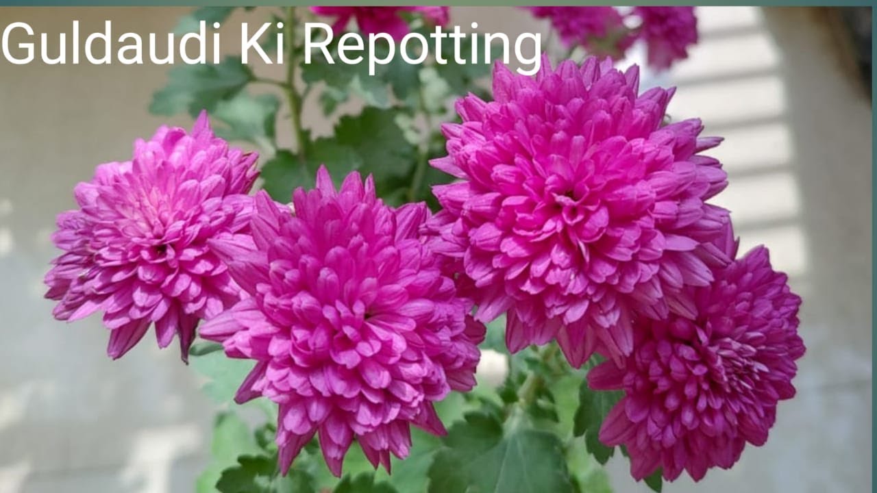 Guldaudi or Chrysanthemum or Shwenti Ki Repoting@ Nature With Me - YouTube