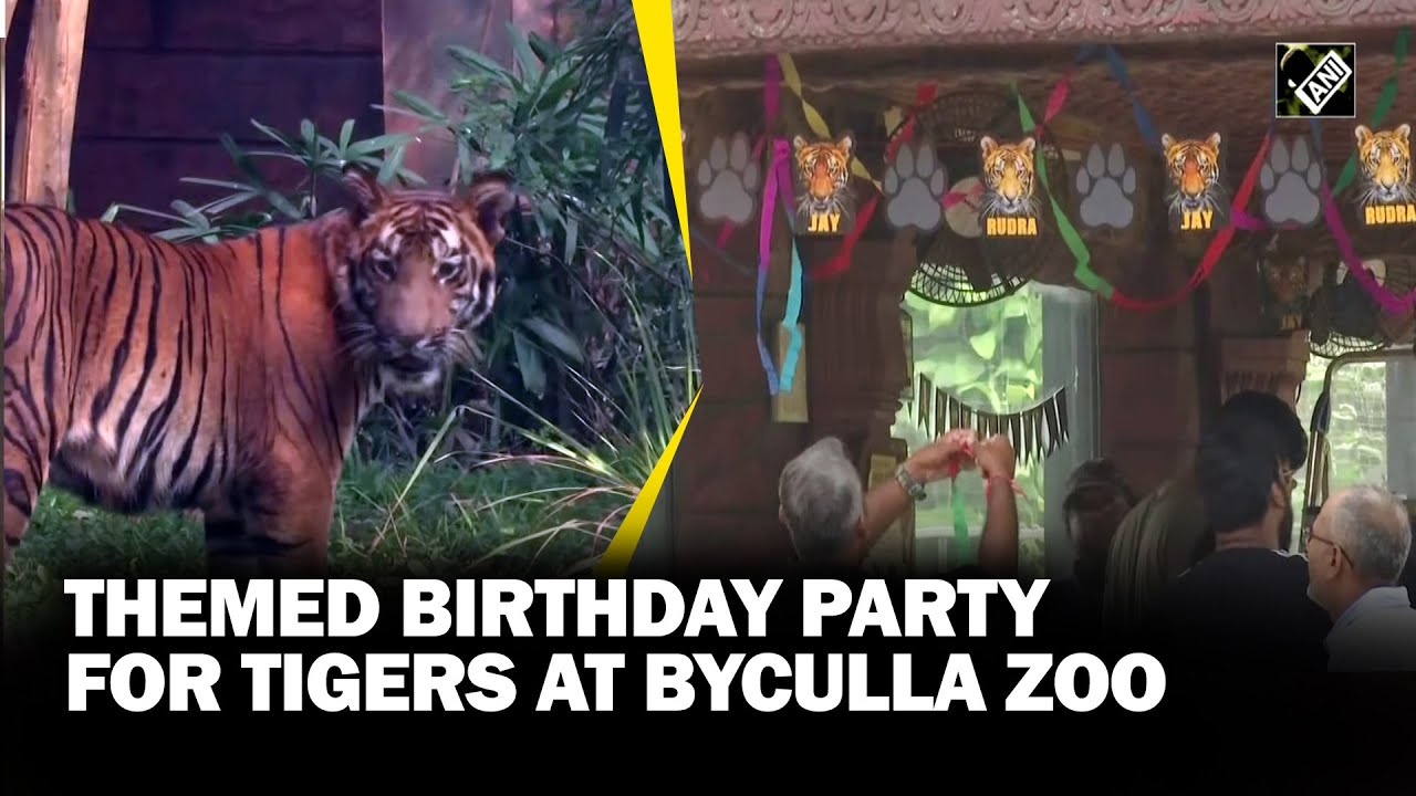 Mumbai: Two tigers Jai, Rudra at Byculla zoo celebrate birthday with ...