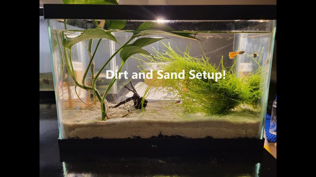 Dirt and Sand Setup (What's under the overgrown java moss?) - YouTube