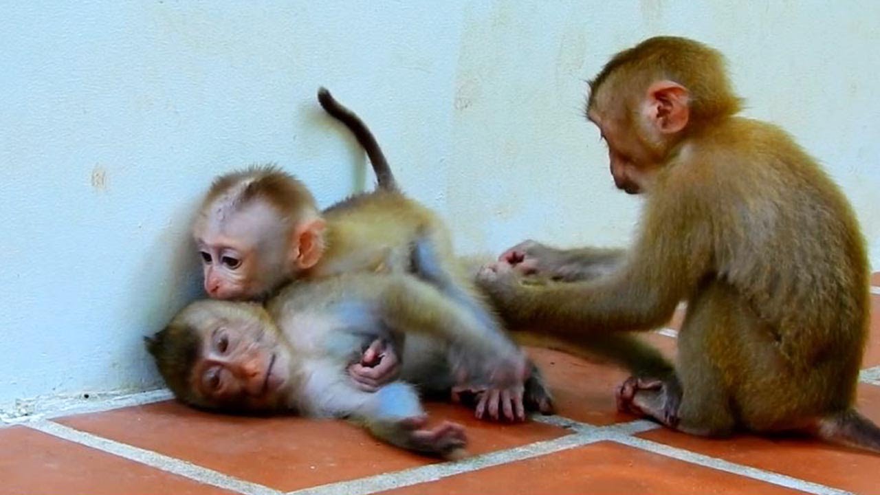 So Sweet Baby Monkey!! Baby Luna Love Rainbow so much, So cute 3 Baby ...