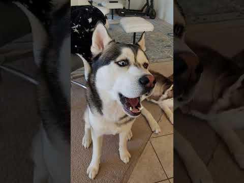 talking husky retrieves perfectly and says\