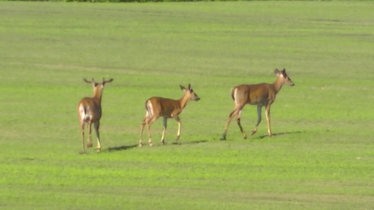 buck and ladies - YouTube