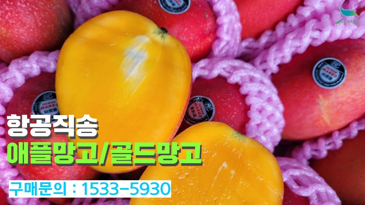 신바람 농산물 협력업체 판매상품 항공직송 애플망고 판매합니다 중고트랙터 중고농기계 경운기 관리기 스키로더 굴삭기 화물트럭