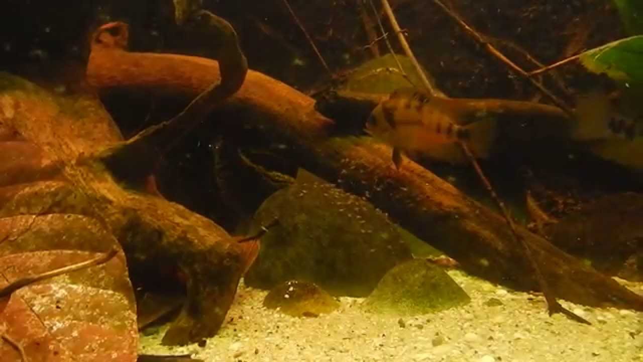 Cryptoheros Nanoluteus (Yellow Convict) with Babies - YouTube