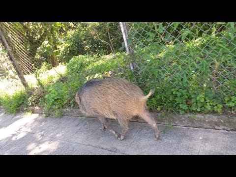 SPOTING VERY OLD WILD BOAR - YouTube