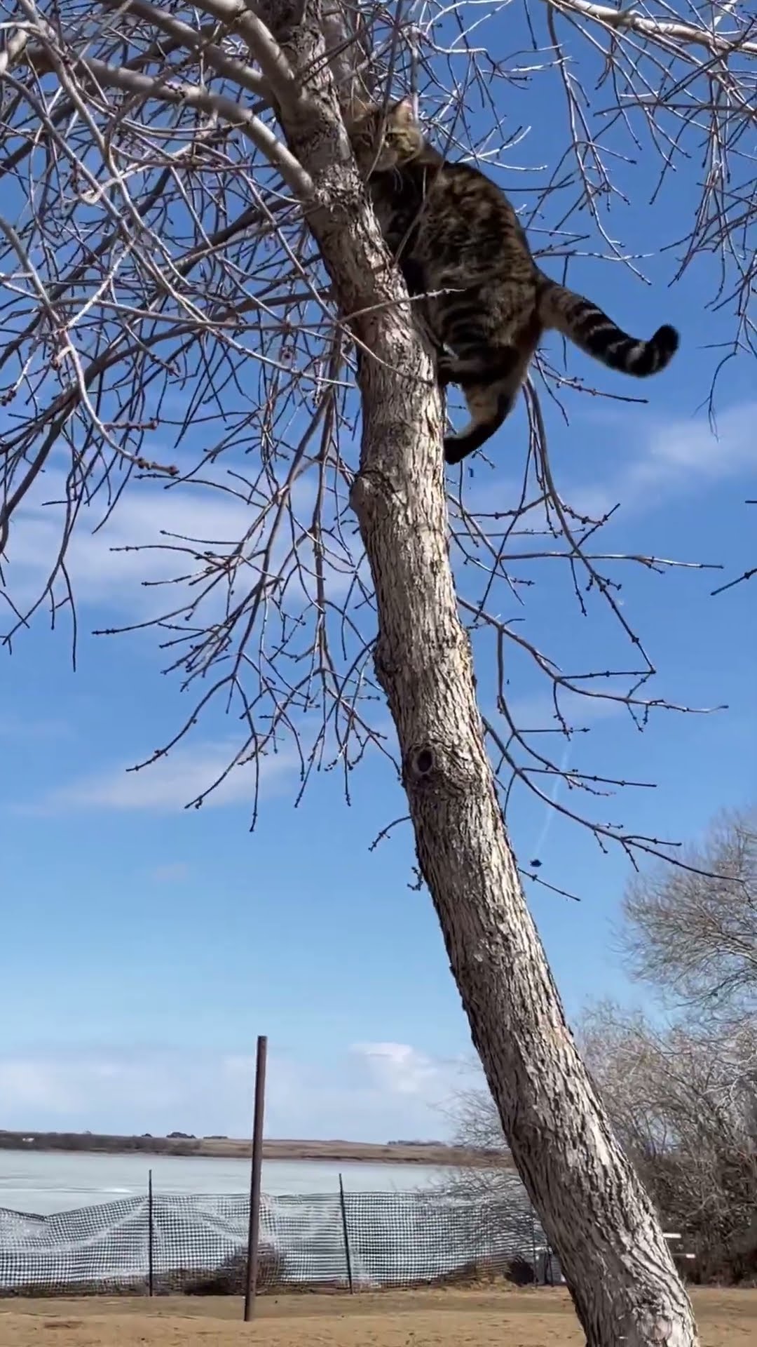 Cat climbing down the tree 🐈 🌳 - YouTube