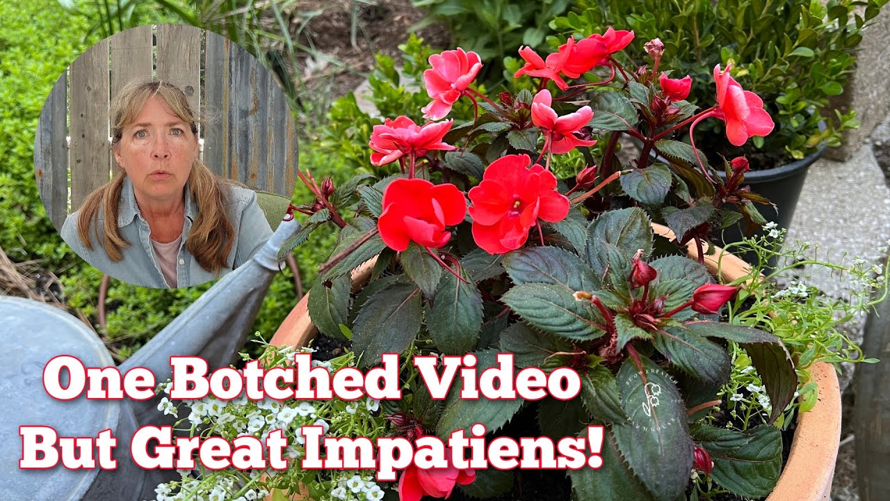 Container Gardening: How to Plant SunPatiens & SuperTunias for Summer ...