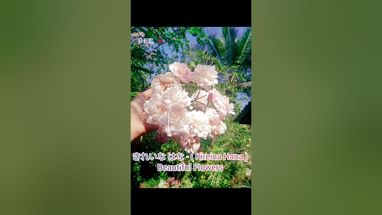 きれいな はな - ( Kireina Hana ) Beautiful Flowers #shorts - YouTube