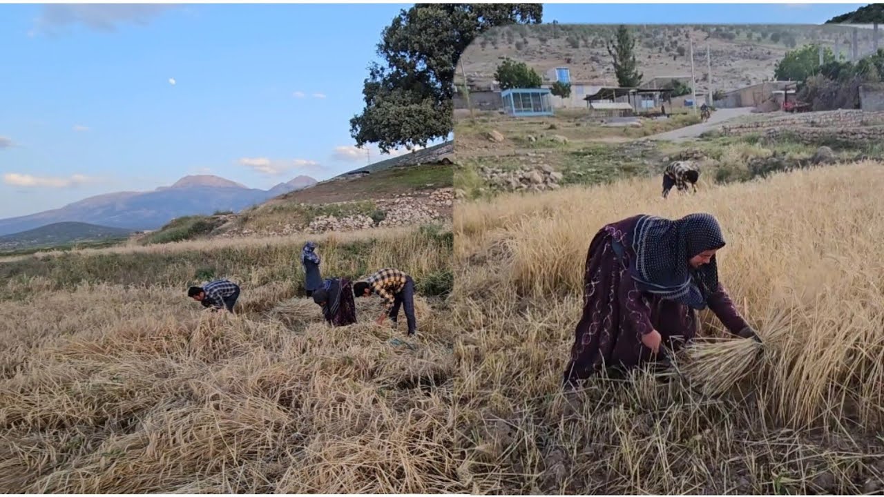 "Harvesting Success in Agricultural Land: Mrs. Farideh and Her Family's ...