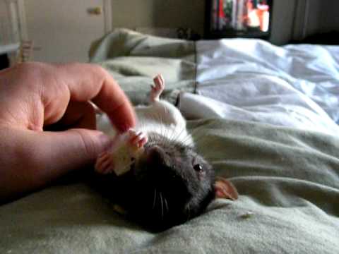 Pet Rat Eating Whole Wheat Cracker - YouTube