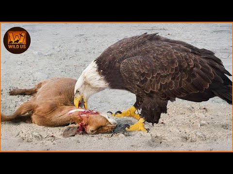 Most Terrifying EAGLE Attacks Ever Recorded | Wild Animals