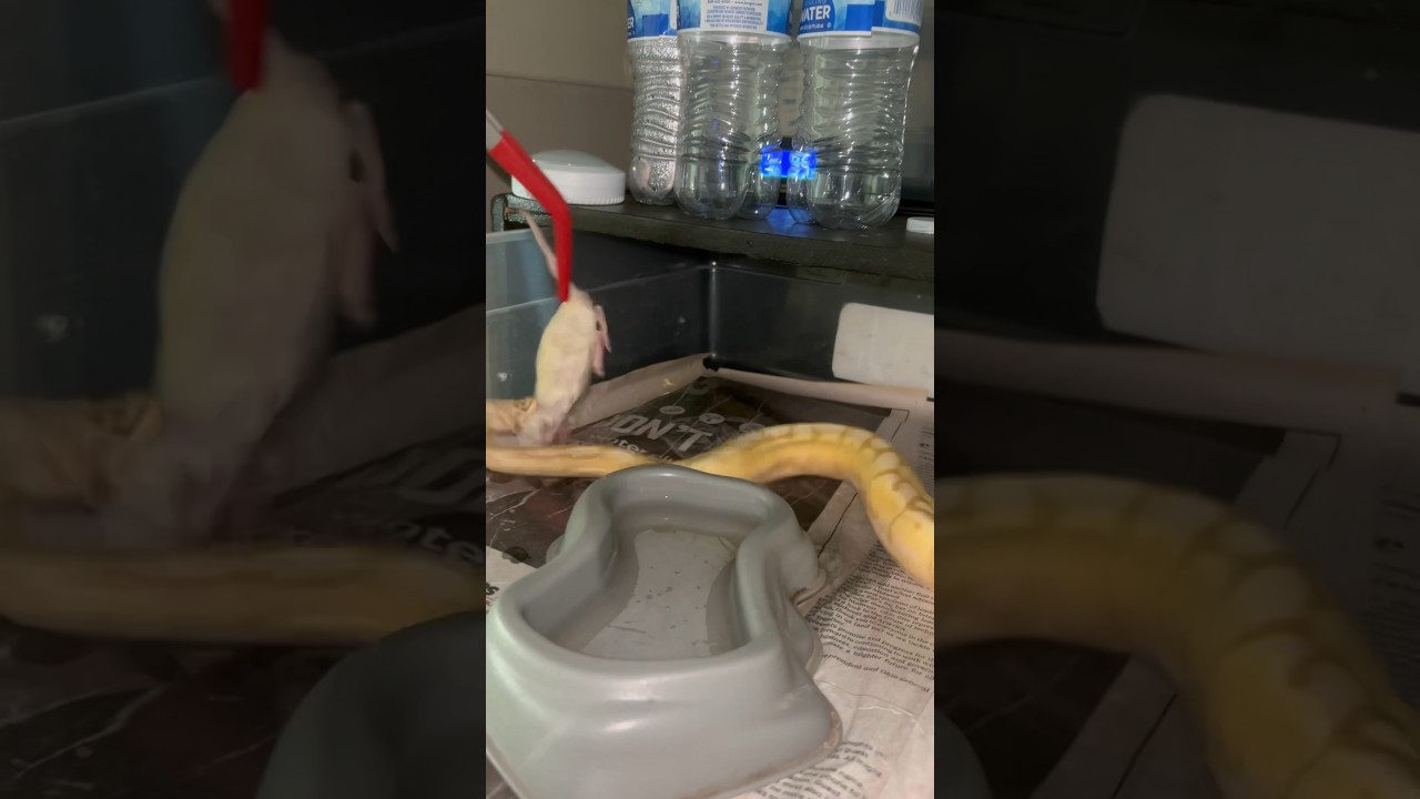 Feeding My Favorite Ball Python 😍🐍 #youtubeshorts #shorts #shortvideo #short #shortsfeed - YouTube