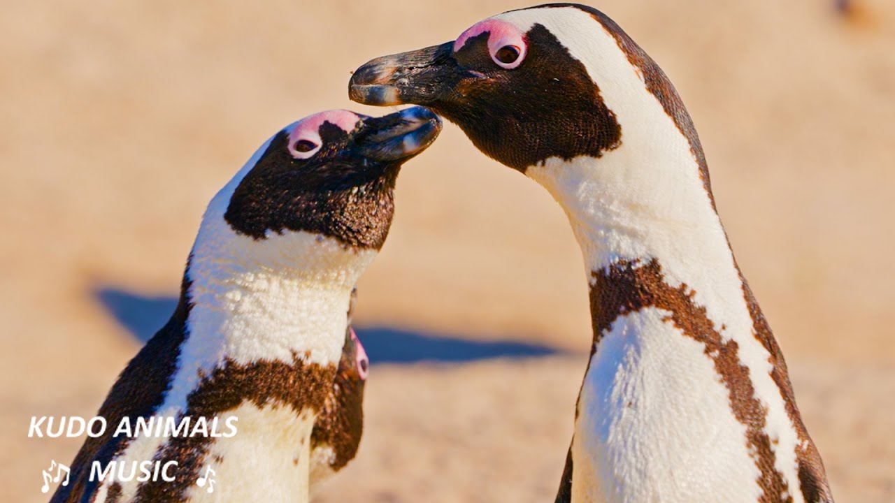 Discover Wildlife Animals In The World 4K | Calming Music With Animals ...