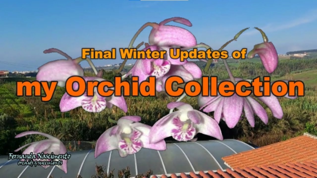 Growing Orchids during cold Winter - Final update 🥶🌺 LEGENDAS em PORTUGUÊS - YouTube