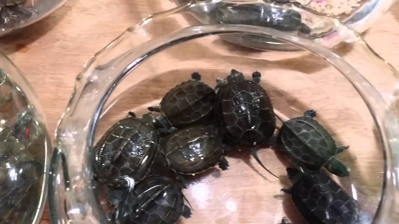 bug market in shanghai v3 turtles - YouTube