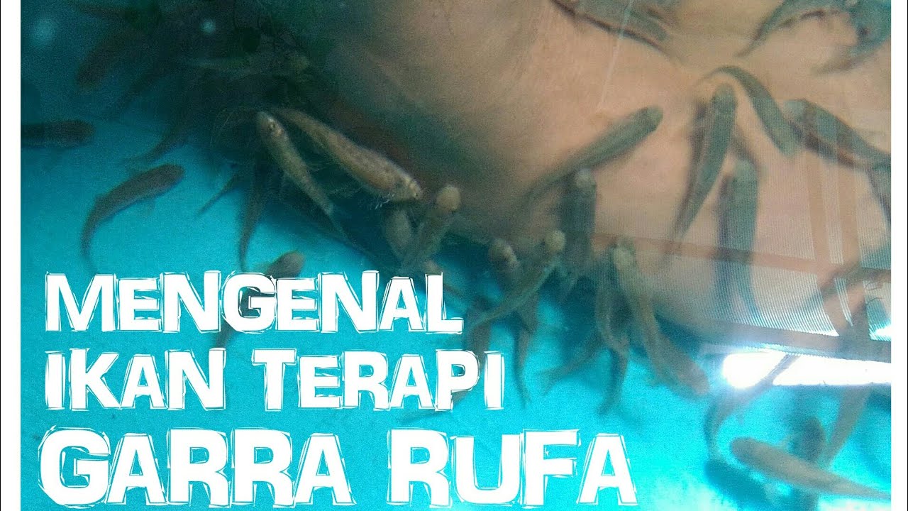 MENGENAL IKAN TERAPI GARRA RUFA - YouTube