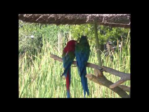 Rio Con Brio by Hugh M. Stuart - YouTube