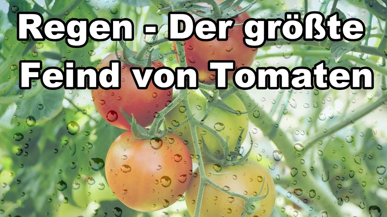 Durfen Tomaten Regen Abbekommen