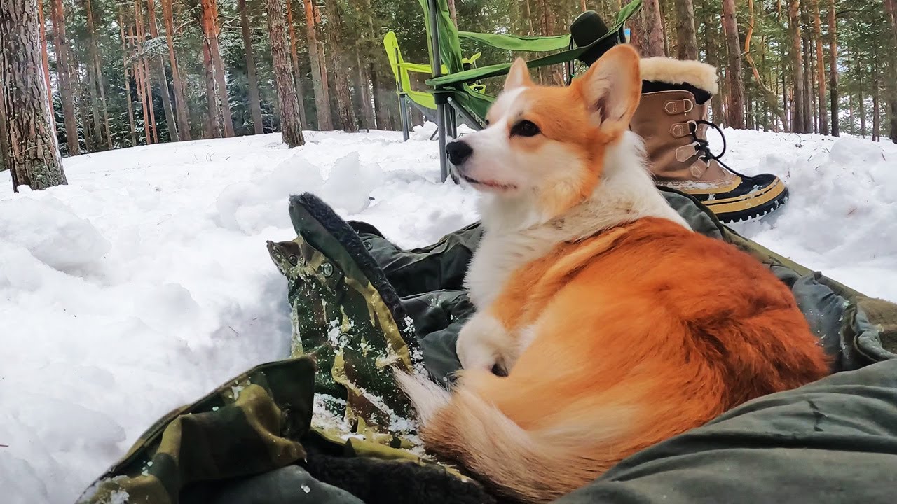 Corgi chilling in winter forest and listening Blues [5K] - YouTube