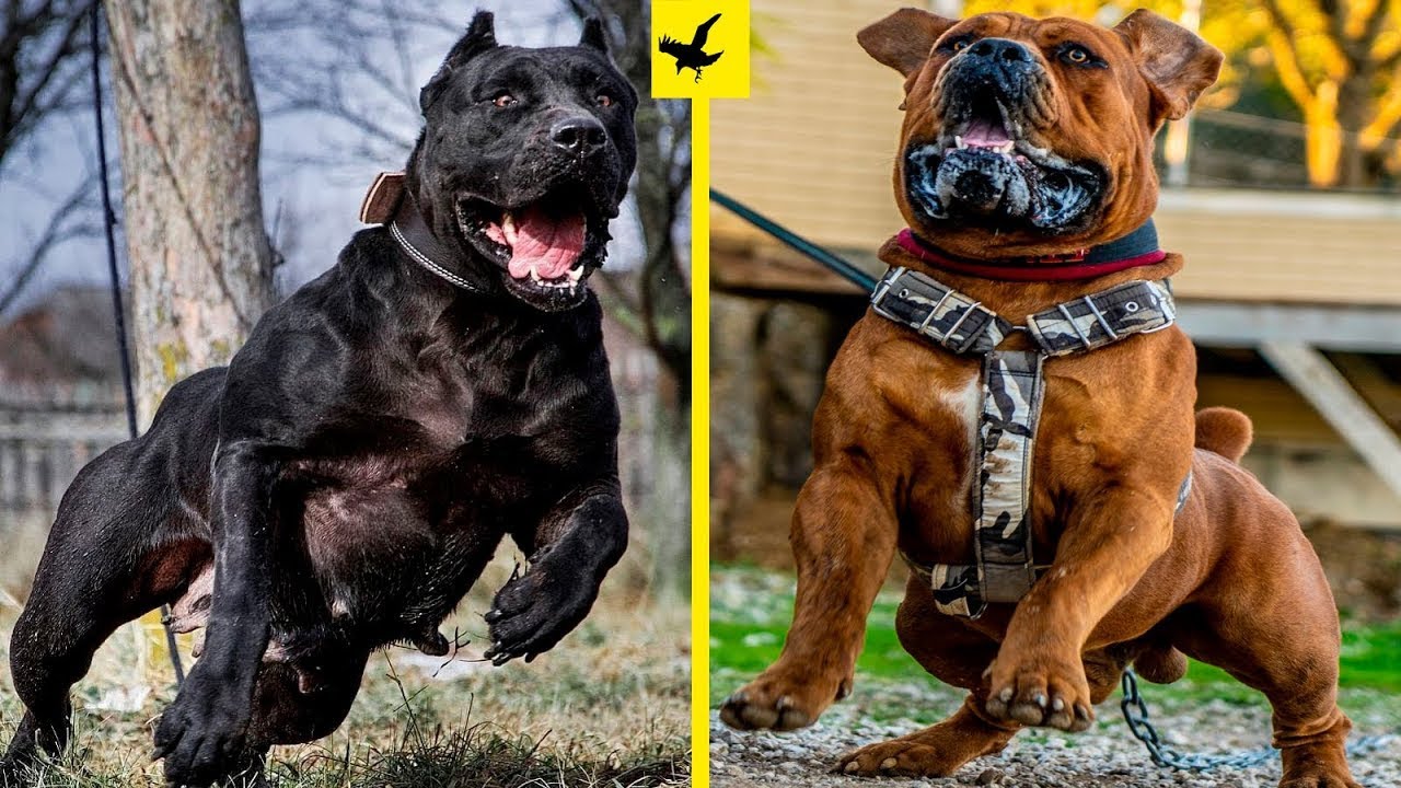 ☠️11 FORBIDDEN DOGS DEMONSTRATING THEIR POWER - YouTube