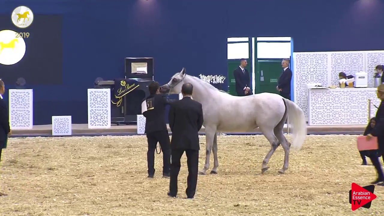 N.59 TIBRAH AL SHAQAB - SEWC 2019 - 7 Years Old and Older Mares (Class ...